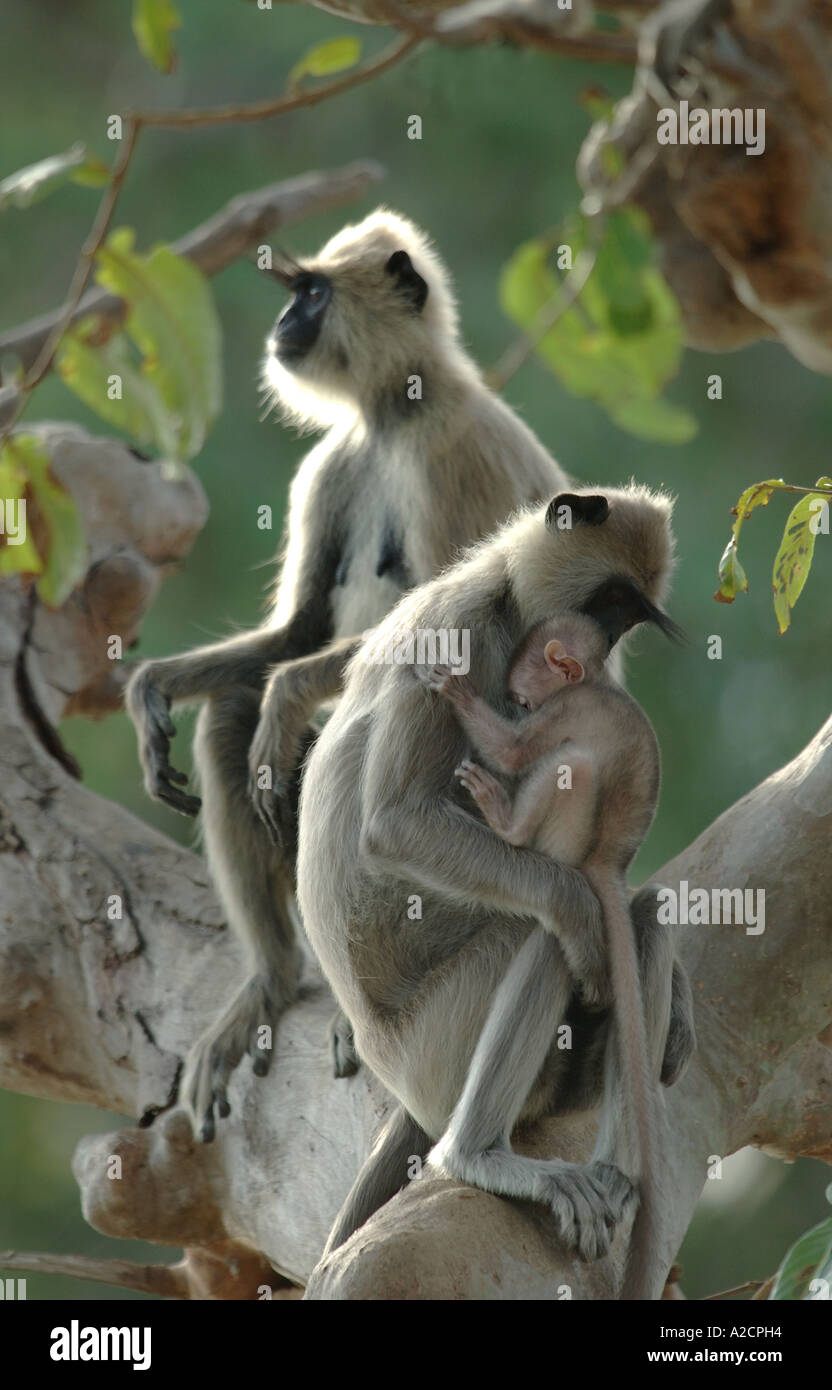Family of Tufted Gray Langur Monkeys (Semnopithecus priam) sitting in a ...