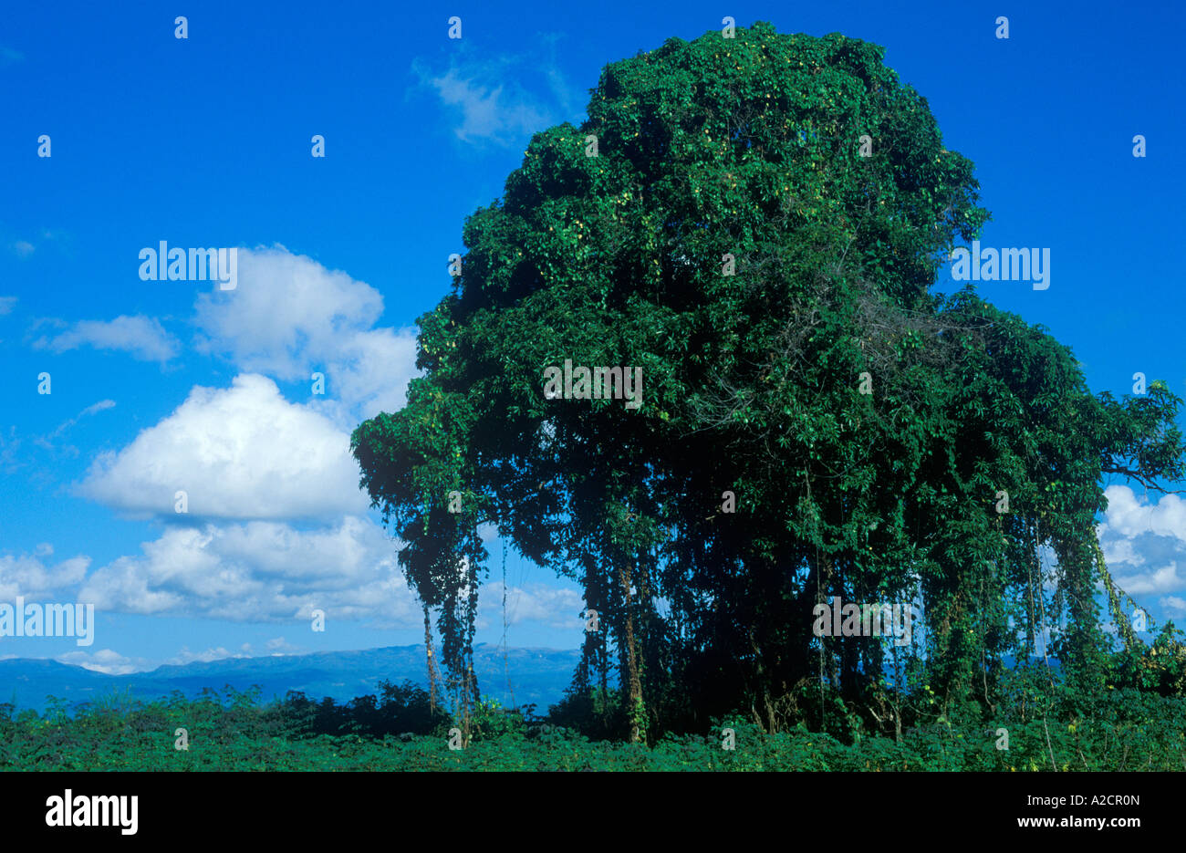 mango tree in Malawi in Africa Stock Photo - Alamy