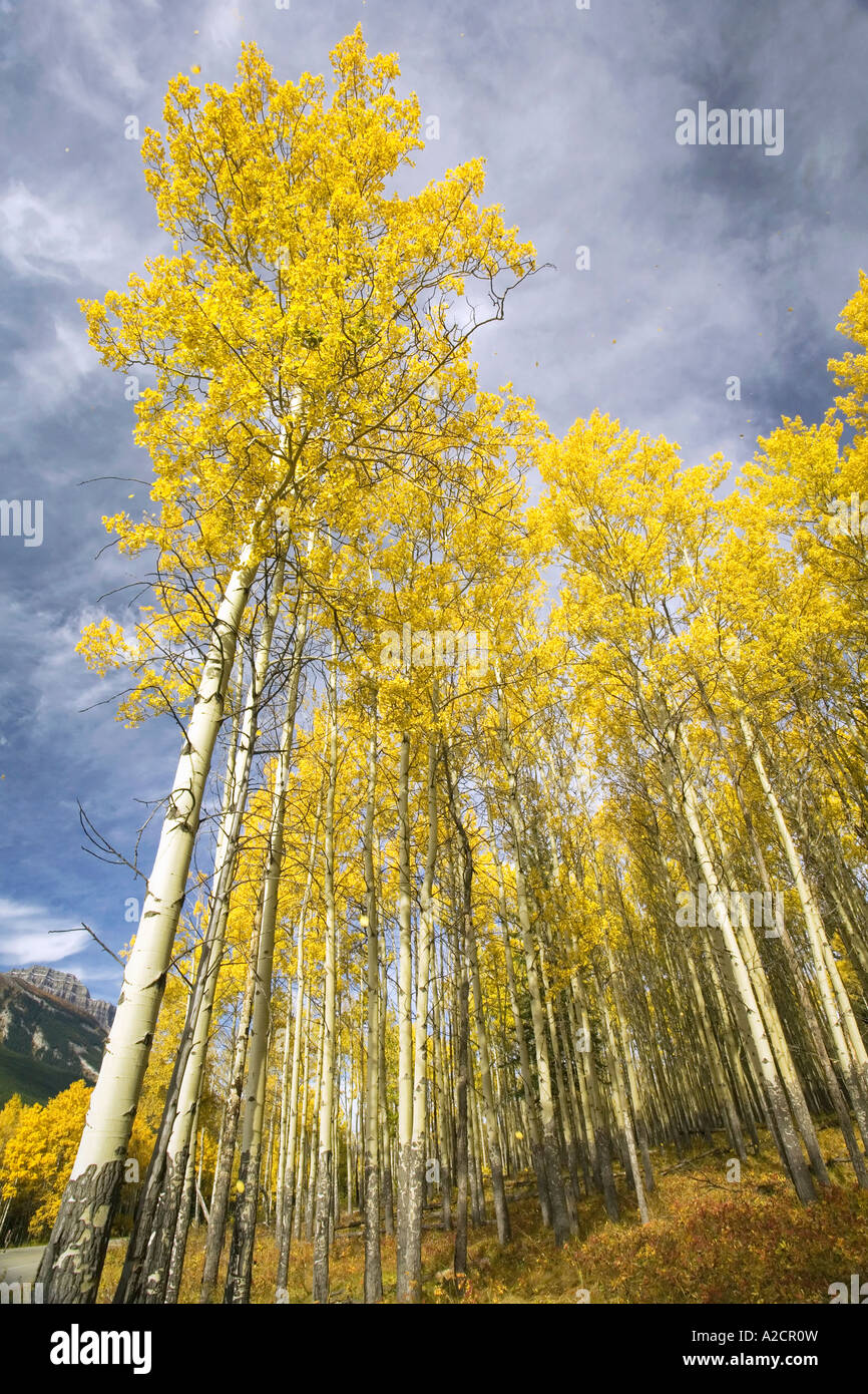 Golden Aspens with falling leaves Banff national park Canada Stock ...