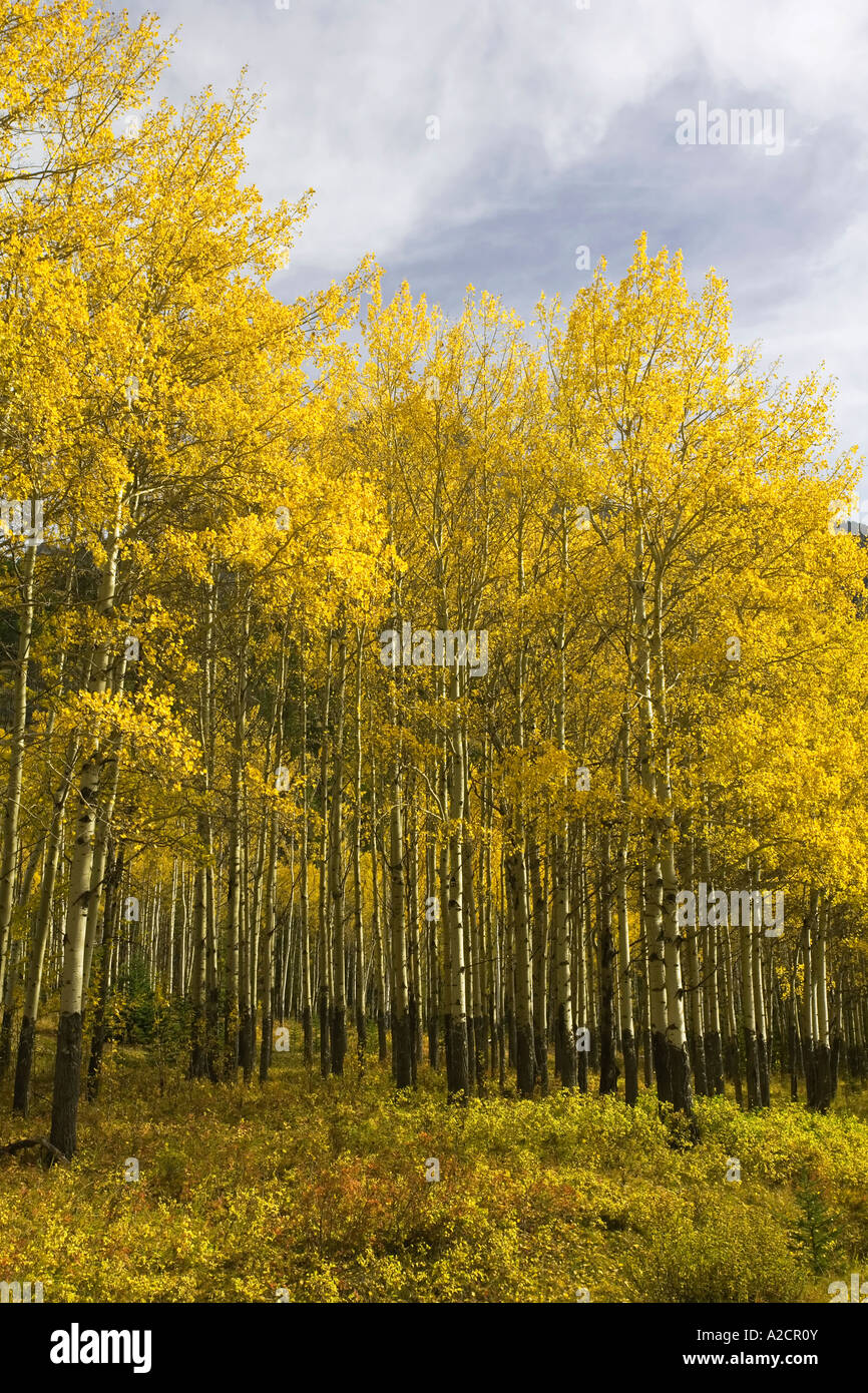Golden Aspens with falling leaves Banff national park Canada Stock Photo - Alamy