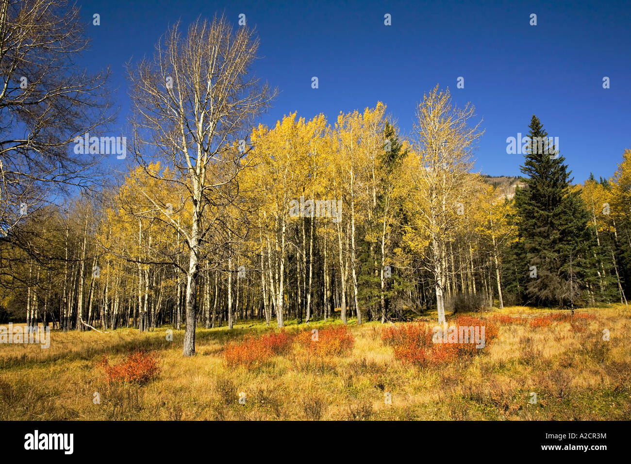 Fall colours of Golden Aspens and red brushwood Banff National Park ...