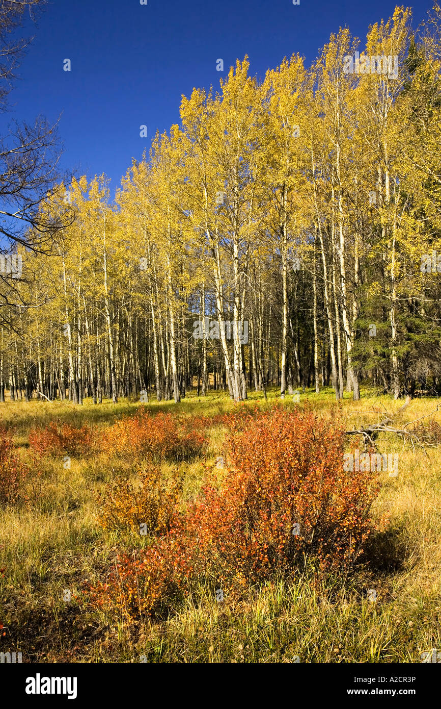Fall colours of Golden Aspens and red brushwood Banff National Park ...