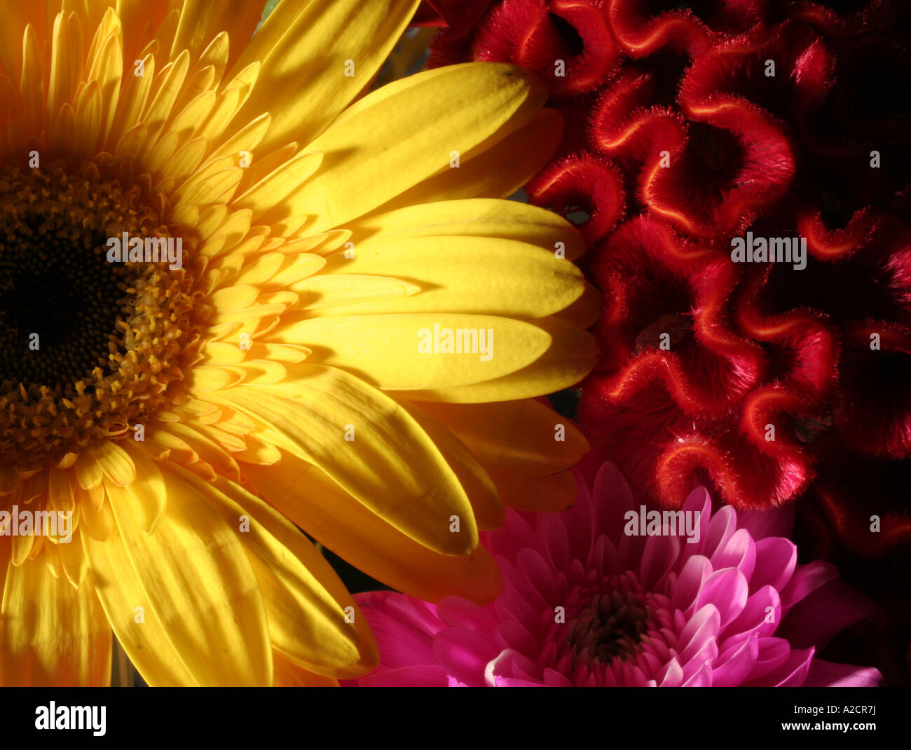 Mixed flowers, in natural light Stock Photo - Alamy