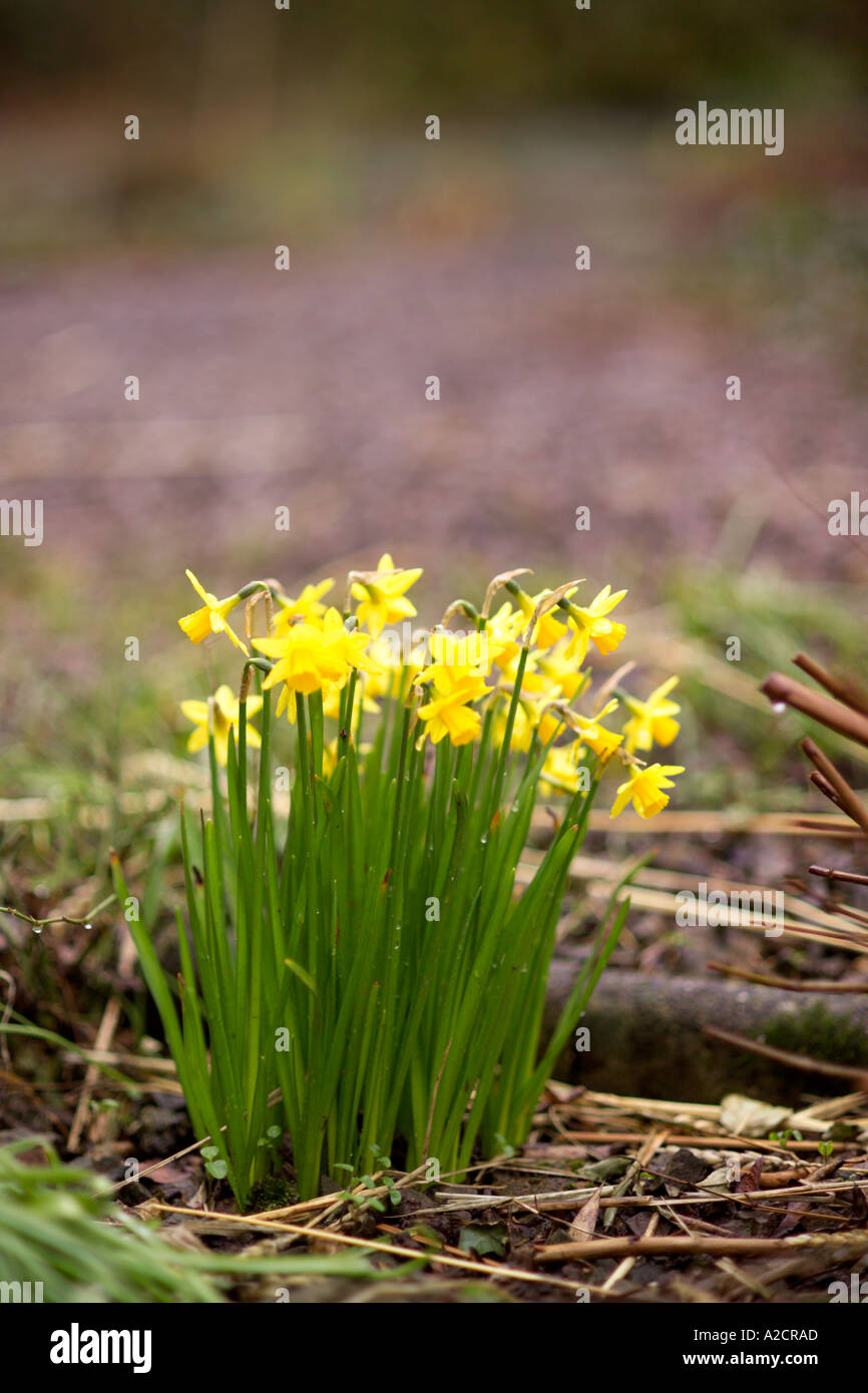 Culture wales hi-res stock photography and images - Alamy