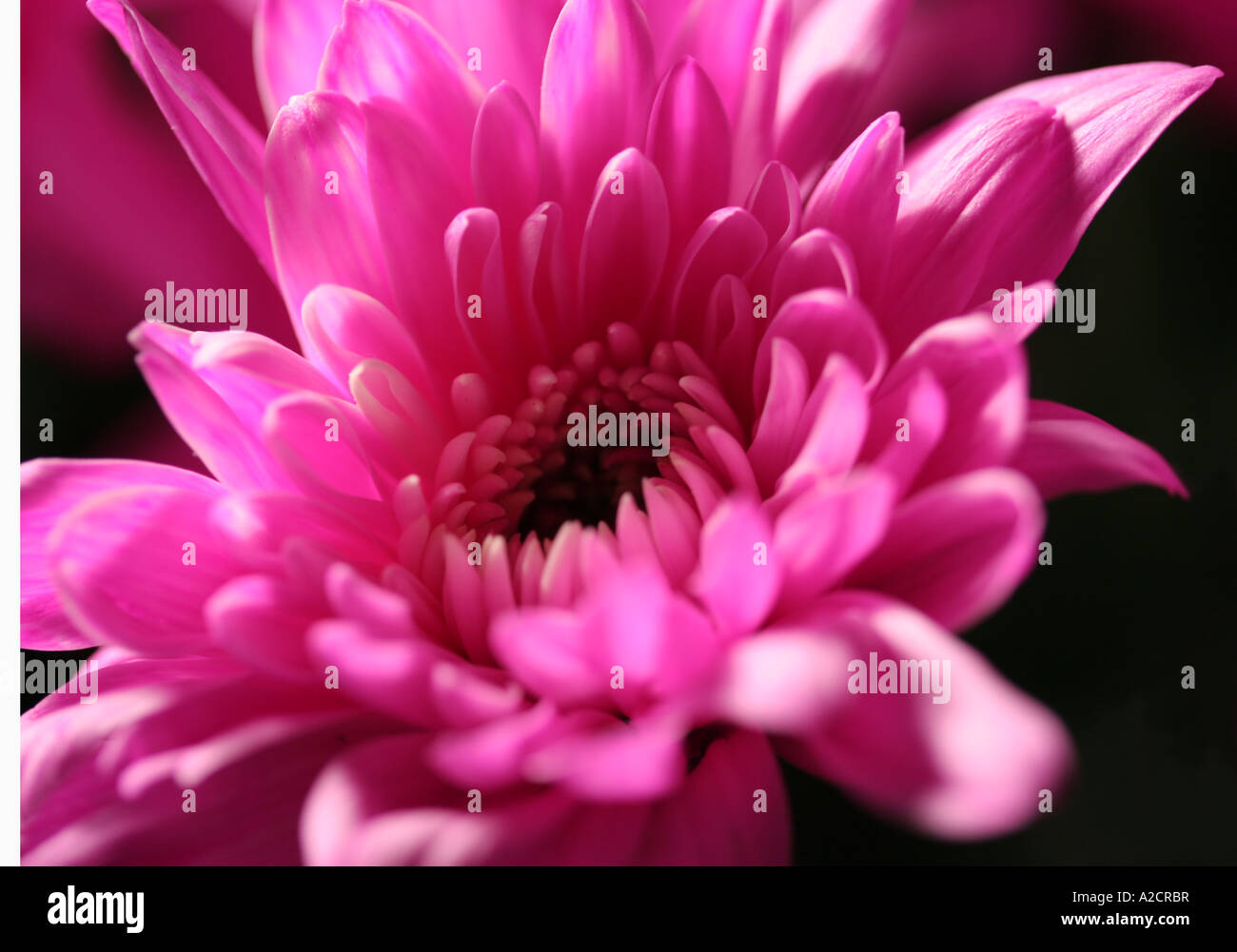 Single Gerbera Daisy photographed in natural light. A member of the ...
