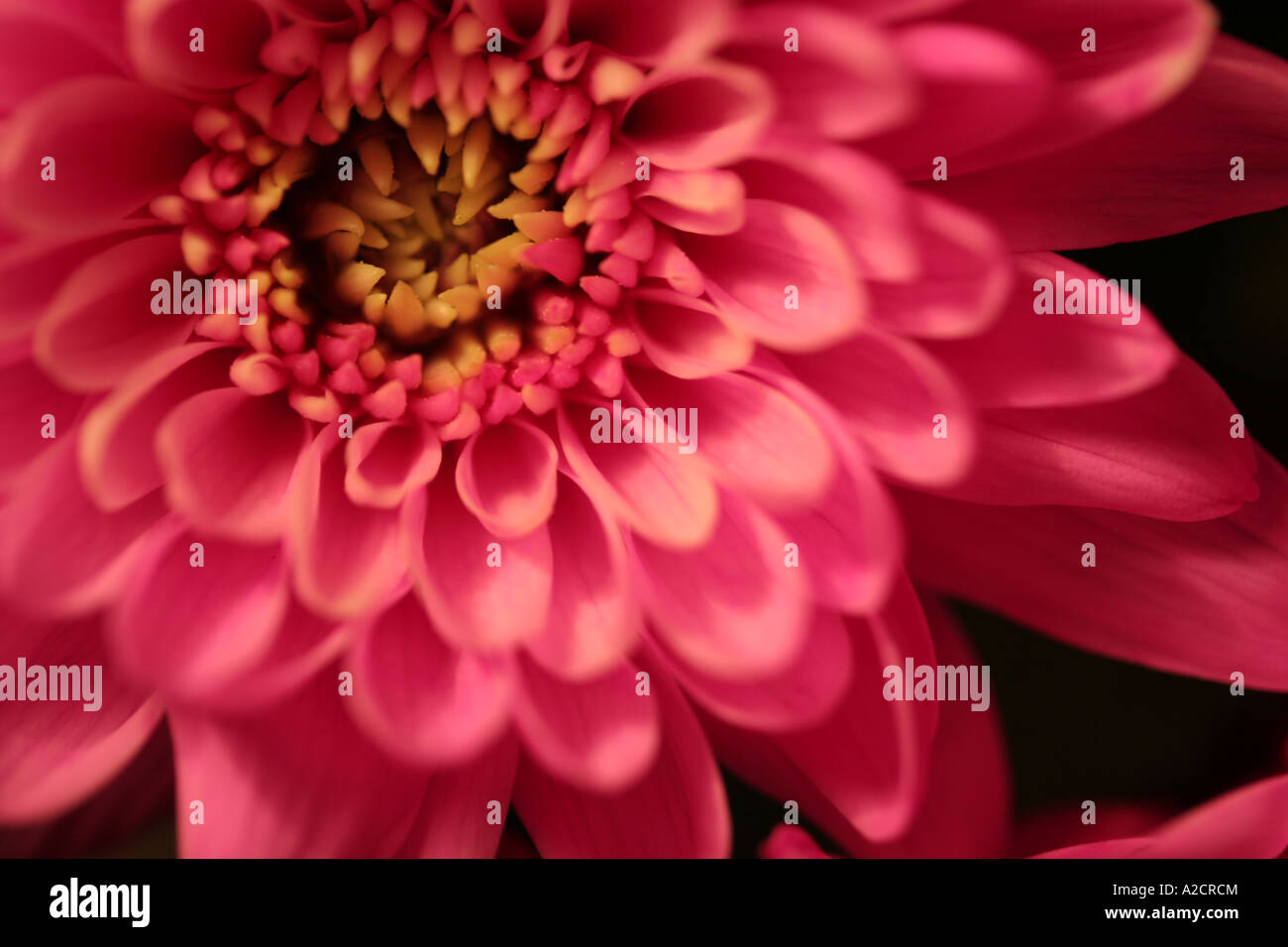 Single Gerbera Daisy photographed in natural light. A member of the ...