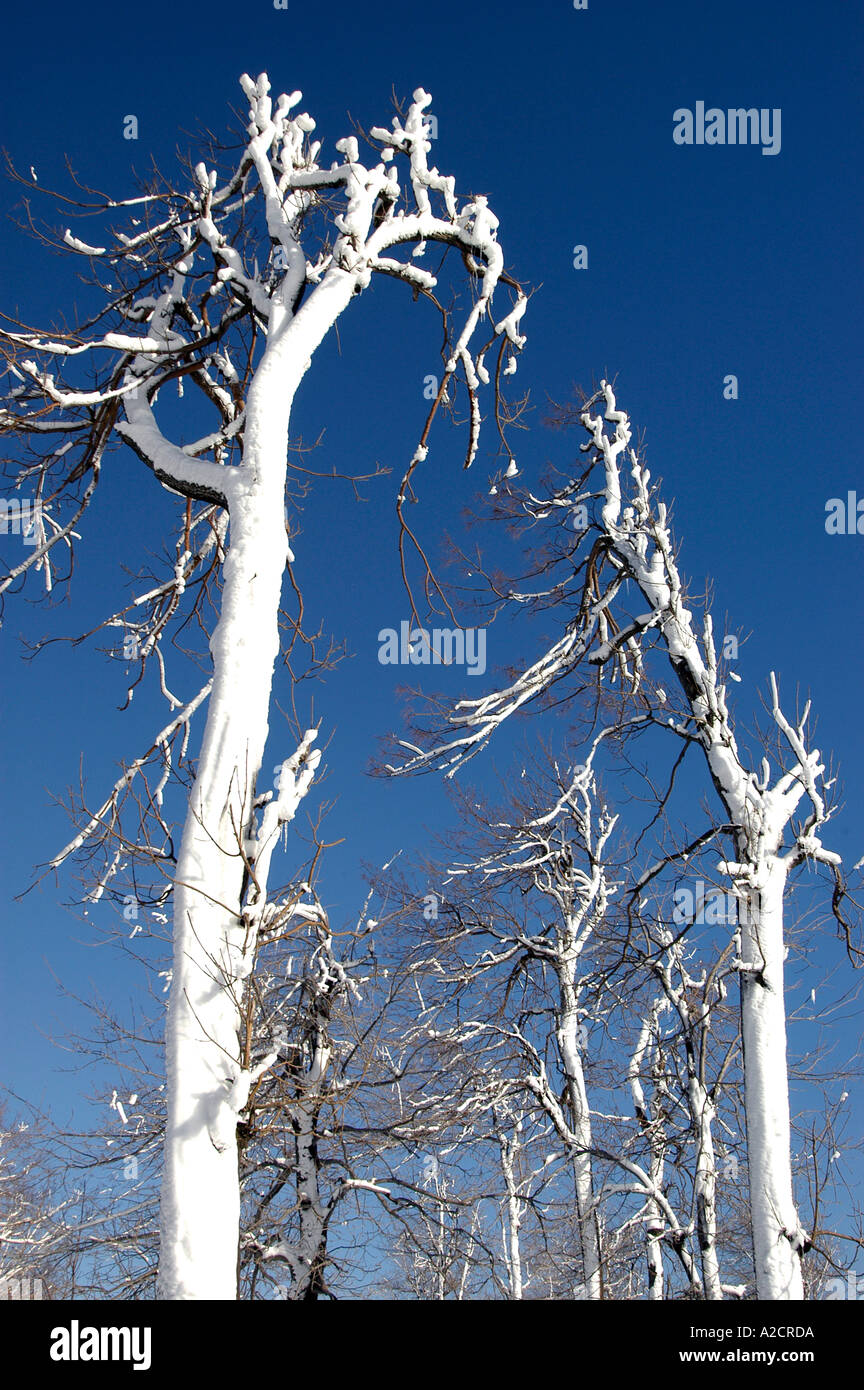 Frozen trees Stock Photo - Alamy