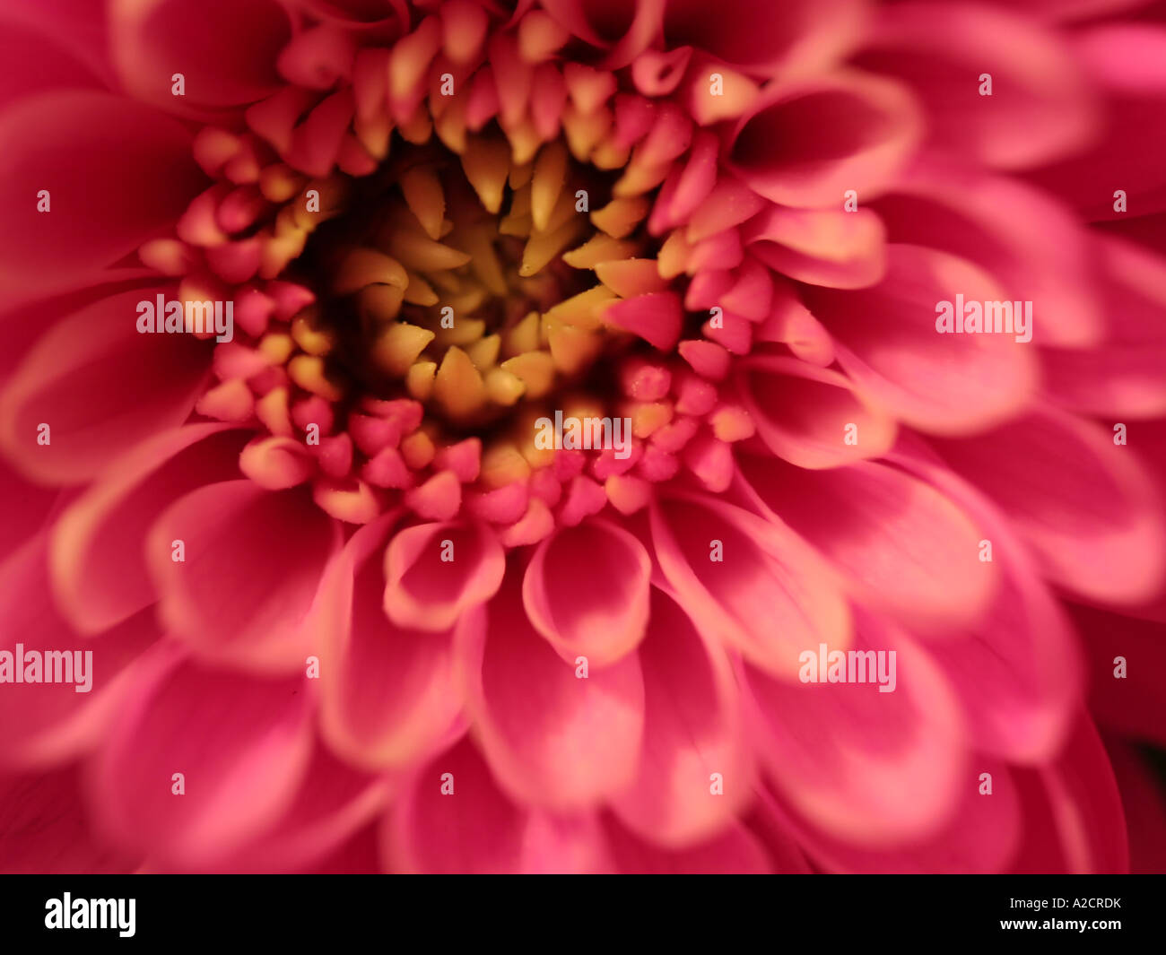 Interflora Member High Resolution Stock Photography and Images - Alamy