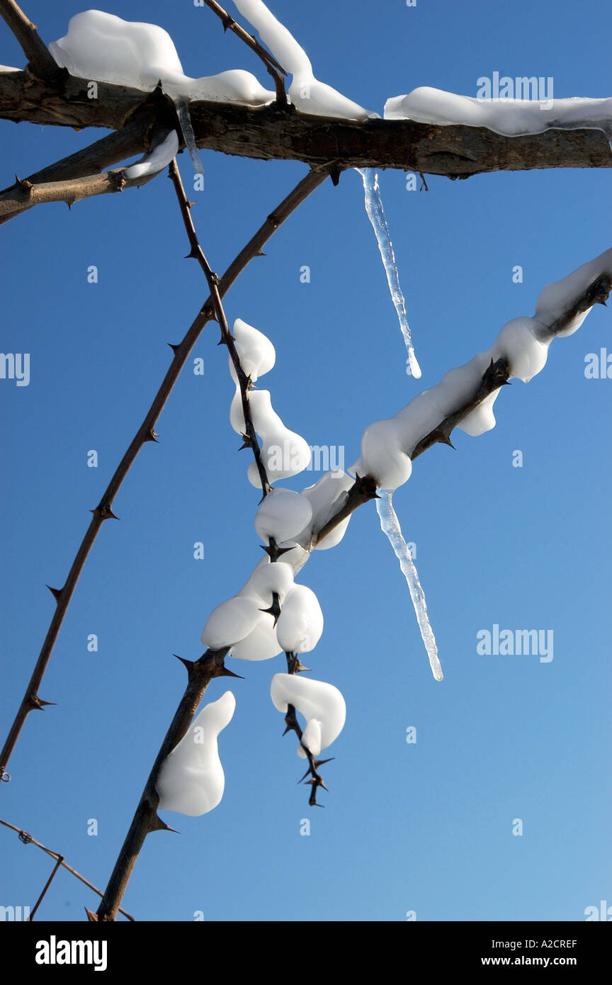 Frozen trees limbs Stock Photo - Alamy