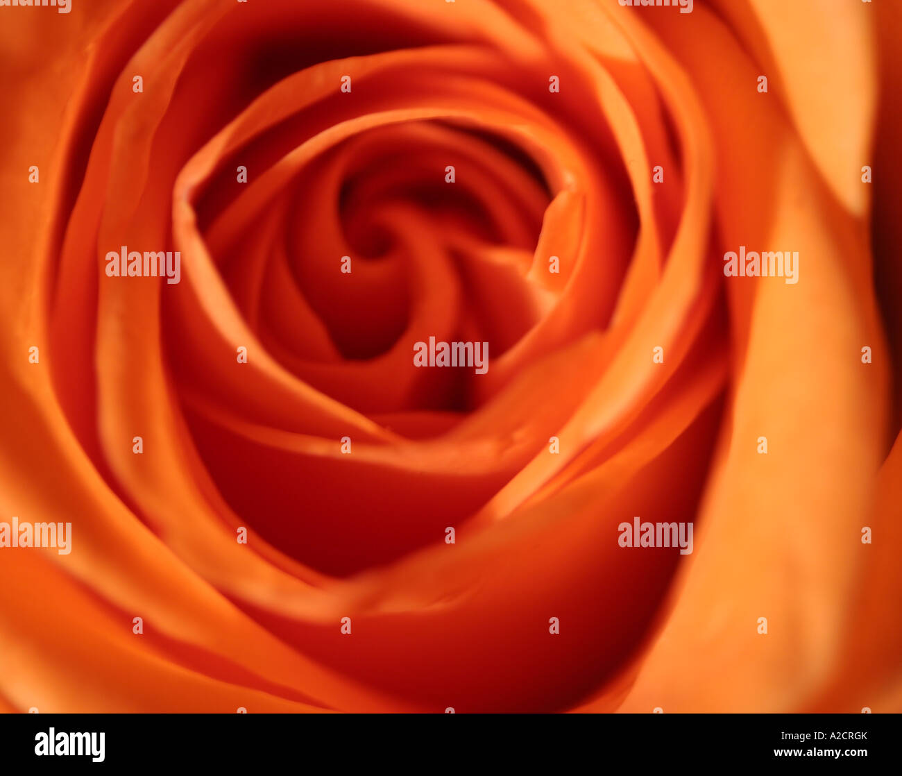 Pretty light pink rose in natural light, close up Stock Photo - Alamy