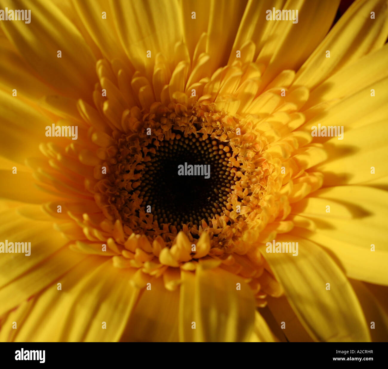 Yellow Gerbera photographed in natural light Stock Photo - Alamy