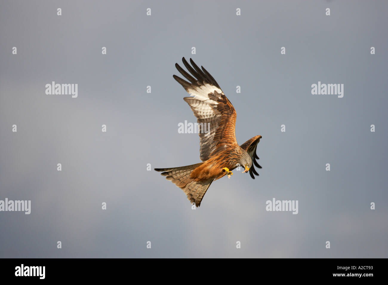 Red kite feeding station hi-res stock photography and images - Alamy