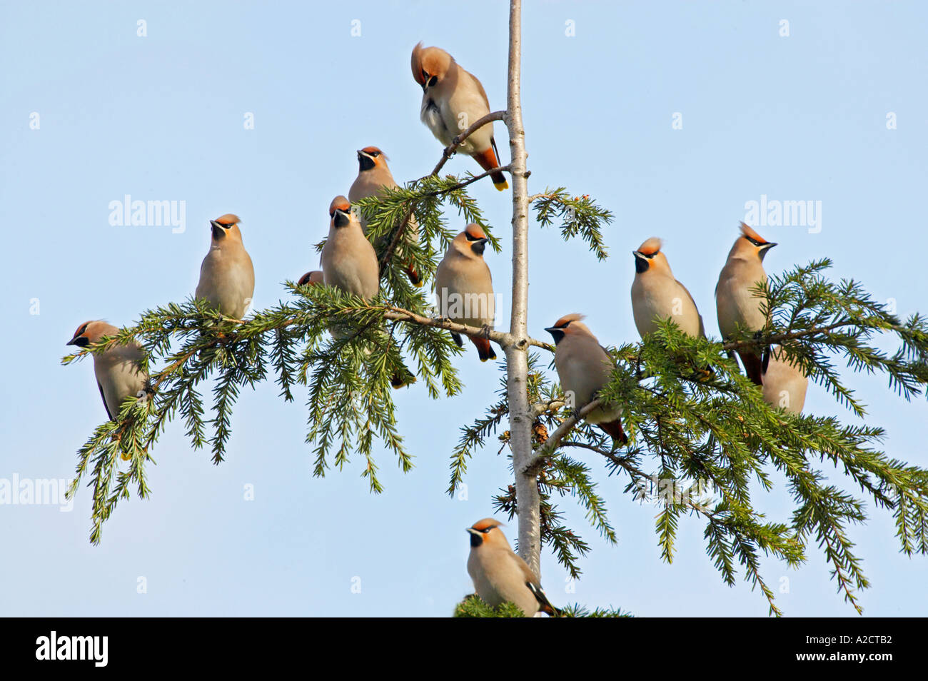 Welsh rare bird hi-res stock photography and images - Alamy