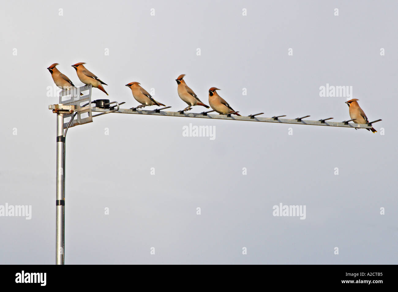 Welsh rare bird hi-res stock photography and images - Alamy