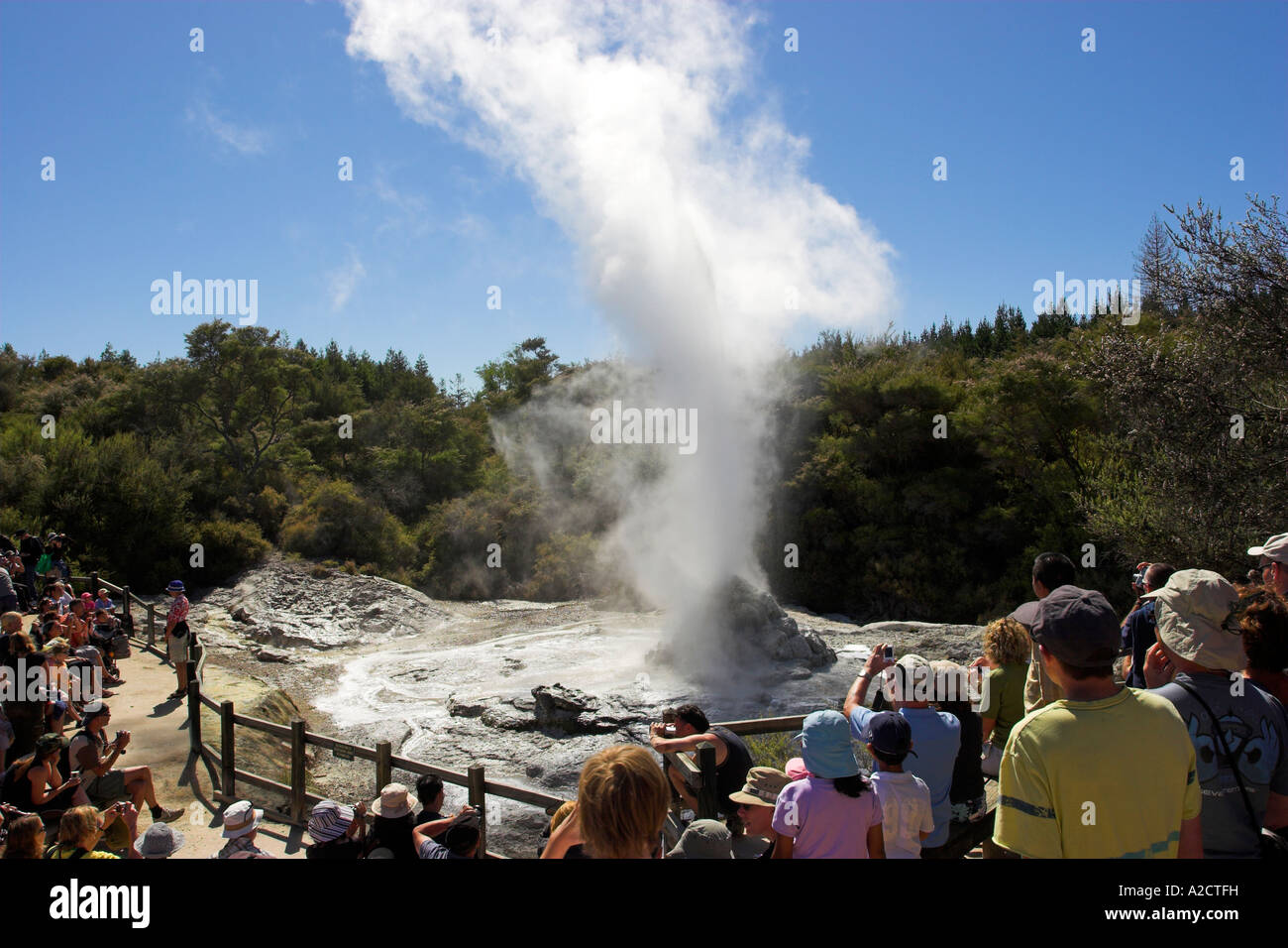 Lady Knox Geyser, Wao-O- Tapu volcanic park, Rotorua, North Island, New ...