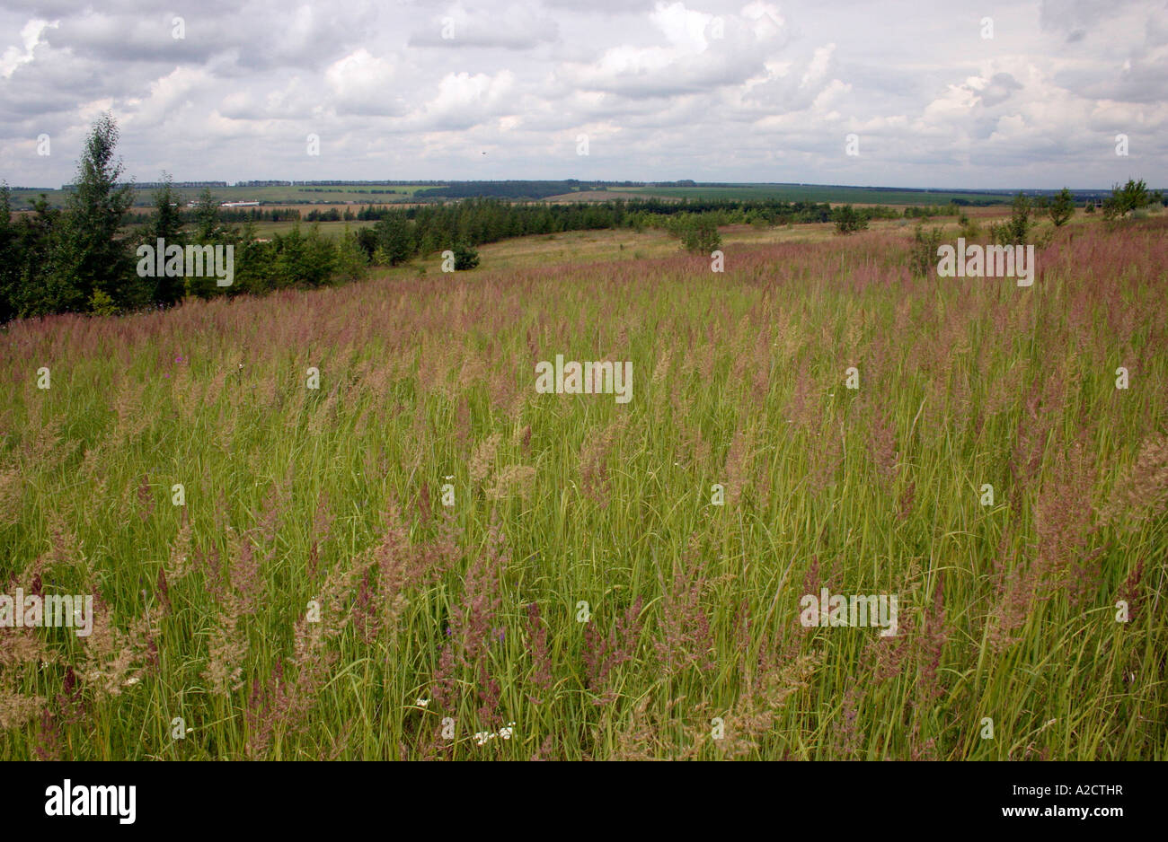 Grass field in Central Russia Stock Photo - Alamy