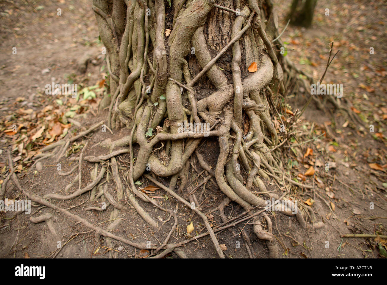 Intricate network of roots hi-res stock photography and images - Alamy