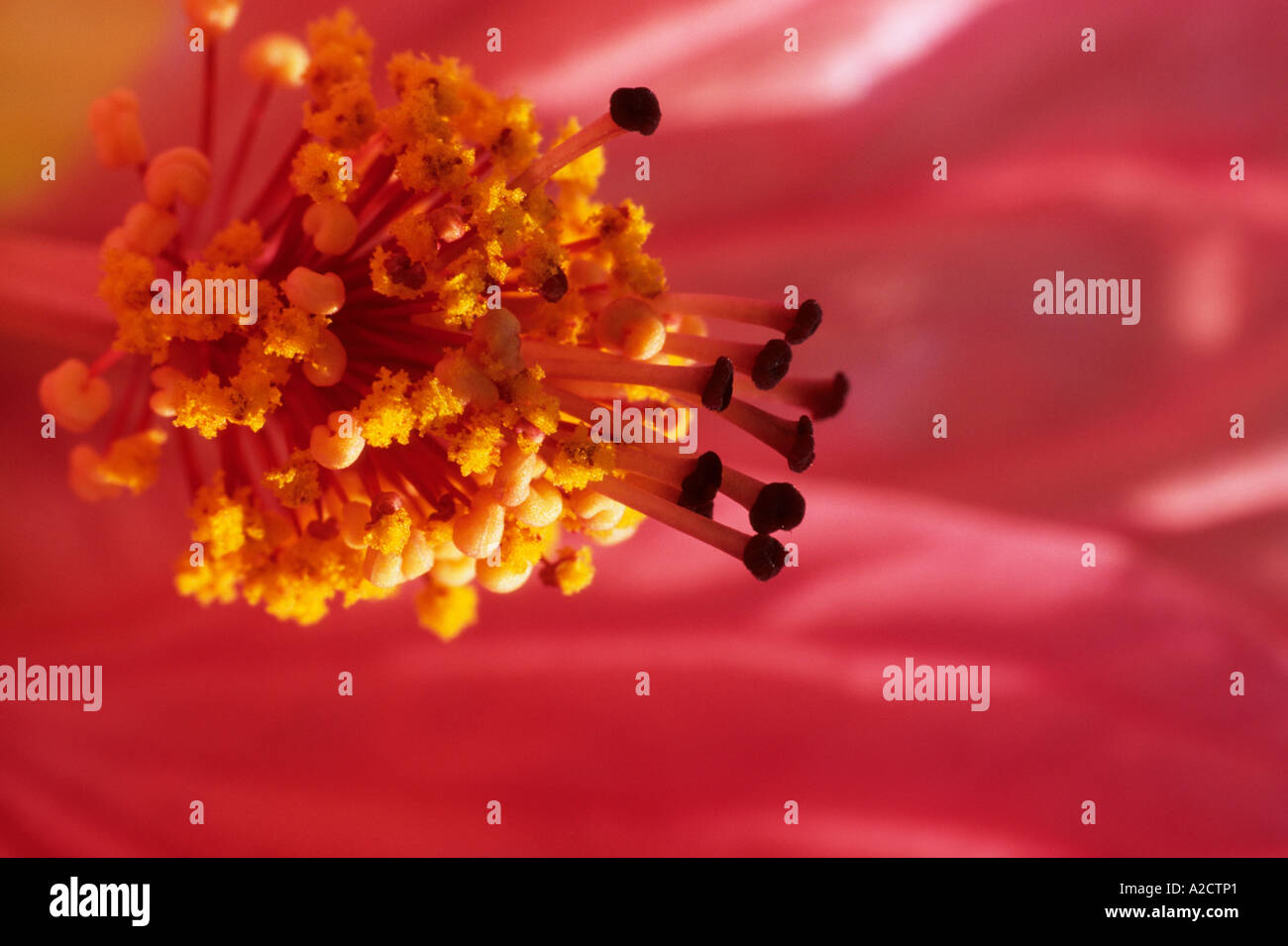 Abutilon Flower Cultivated Plant Stock Photo - Alamy