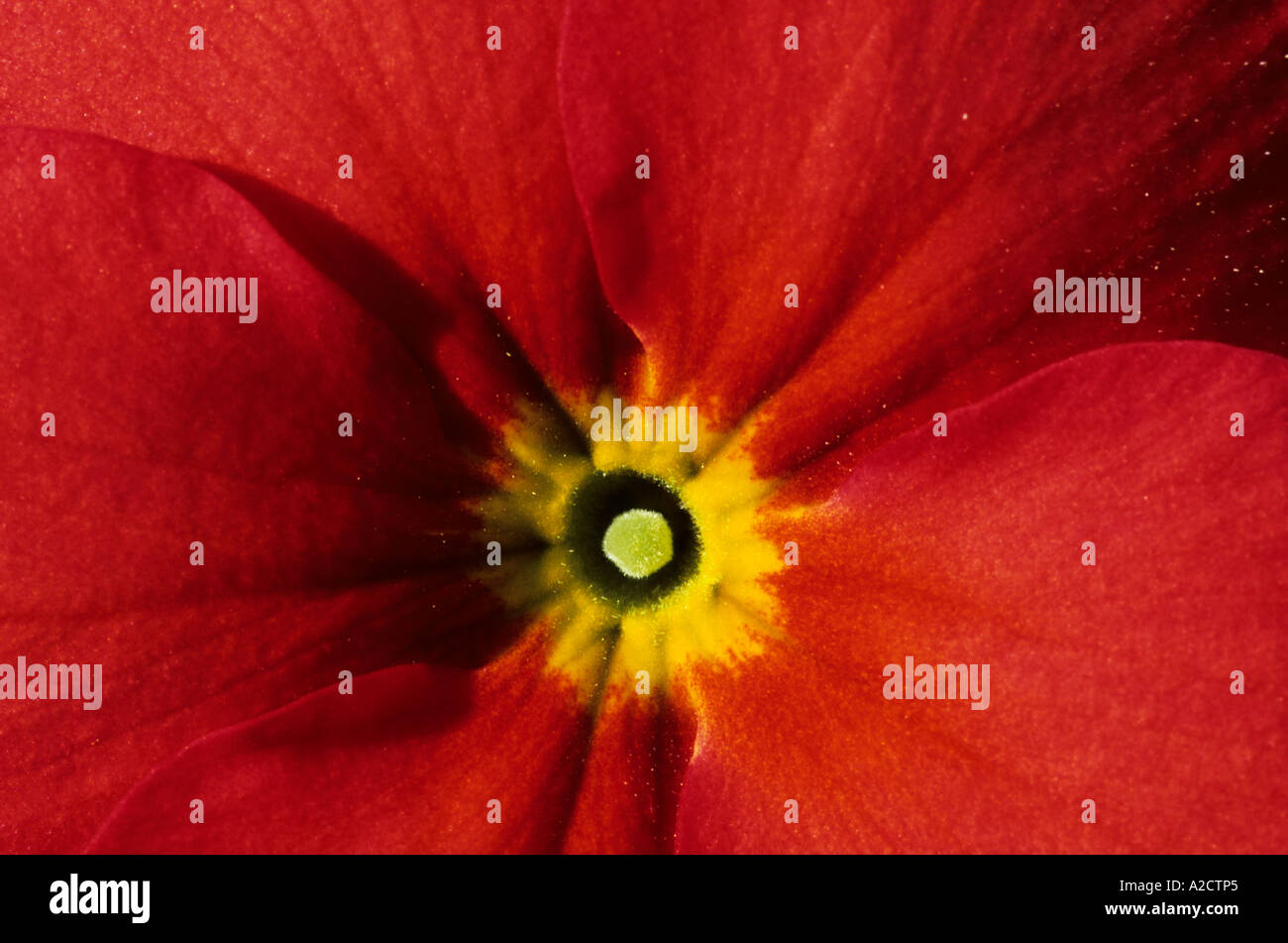Polyanthus plant High Resolution Stock Photography and Images - Alamy