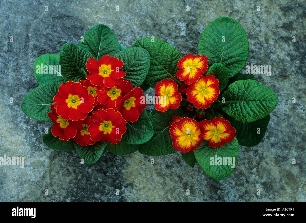 Polyanthus Flower Primula hybrids Cultivated Plant Stock Photo - Alamy