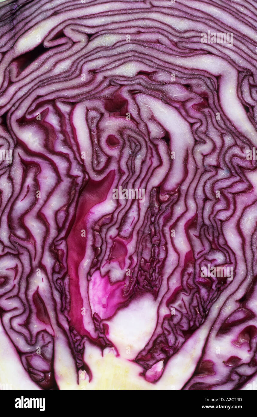 Cross section close up red cabbage hi-res stock photography and images ...