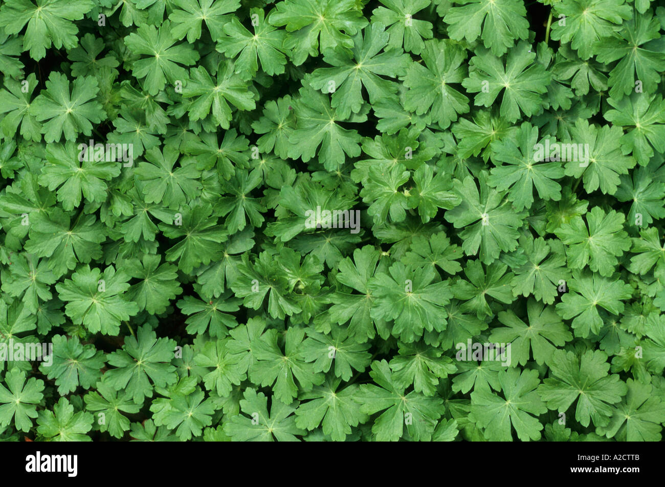 Hardy geranium leaves hi-res stock photography and images - Alamy