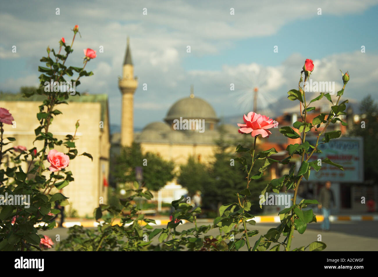 Pink roses in downtown Isparta Turkey with an Islamic mosque and ...