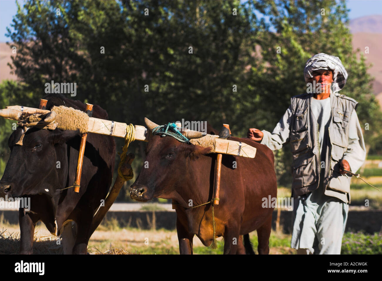 AFGHANISTAN Bamiyan Province Bamiyan Man threshing with oxen Stock ...