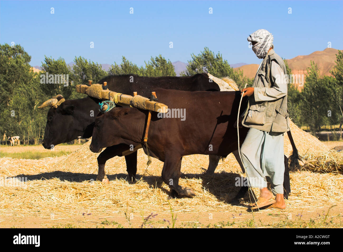 AFGHANISTAN Bamiyan Province Bamiyan Man threshing with oxen Stock ...