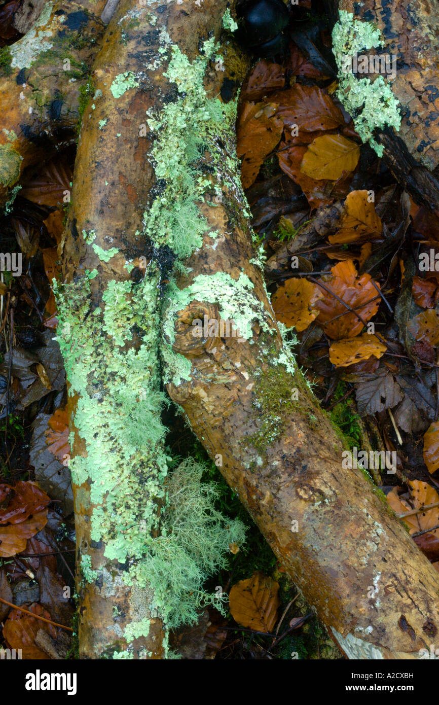 Lichen covered fallen tree branches Stock Photo - Alamy