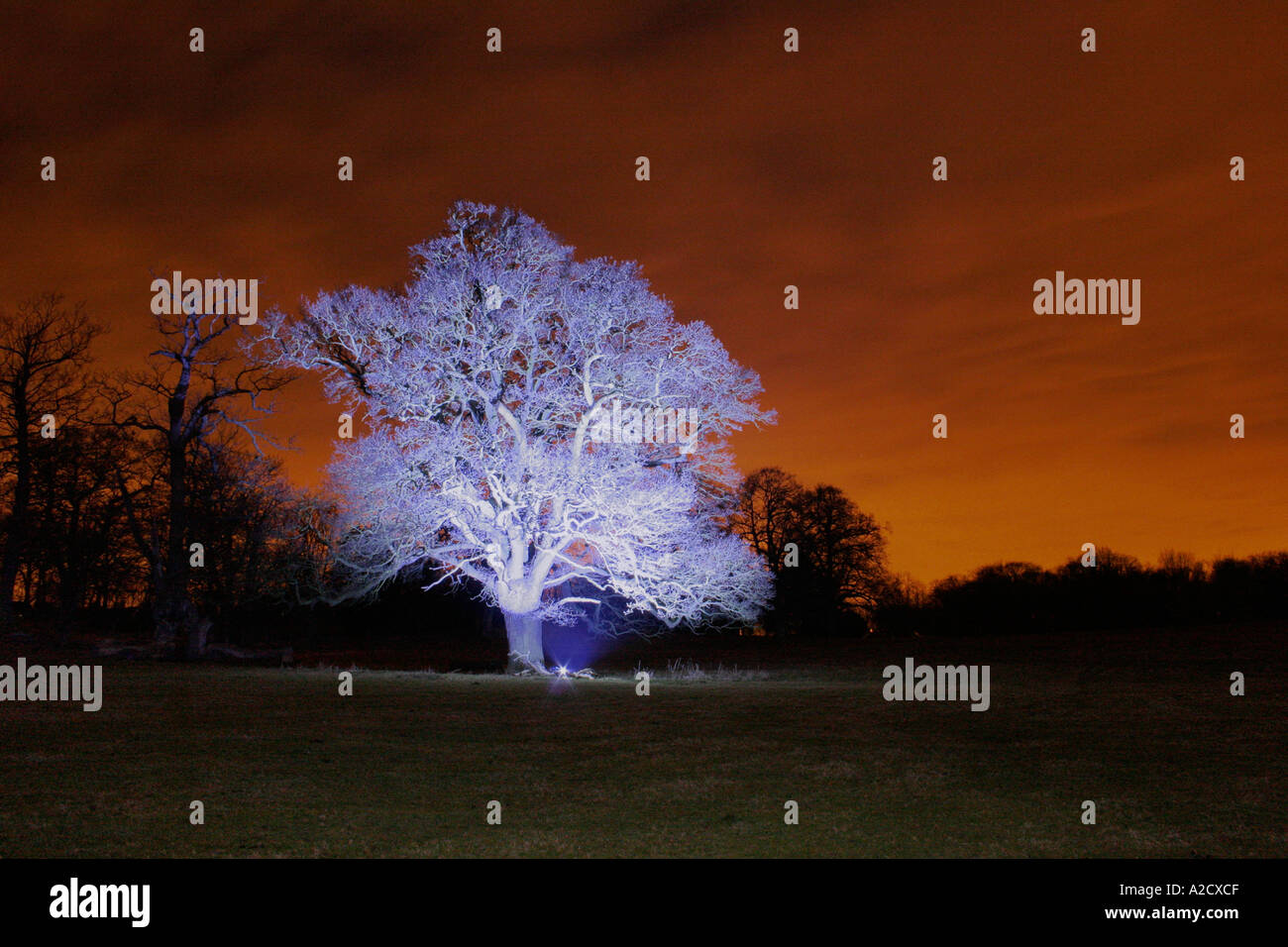 colour image off a landscape at night time with a tree which has been ...