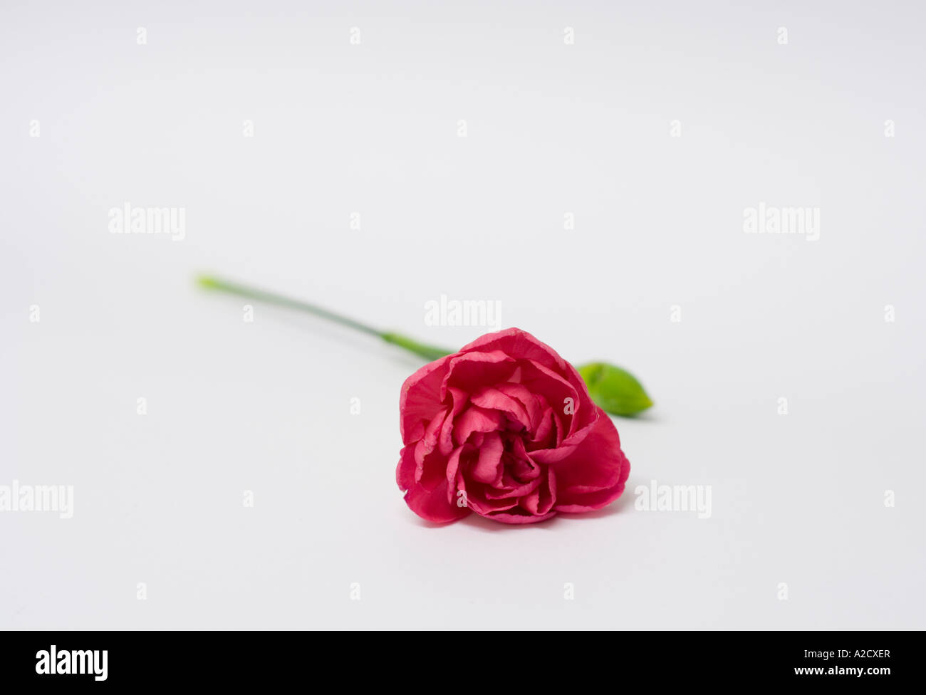 Single red carnation on a white background Stock Photo - Alamy