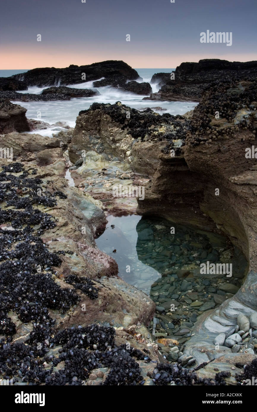 Amongst the rock pools at Godrevy Cornwall UK Stock Photo - Alamy