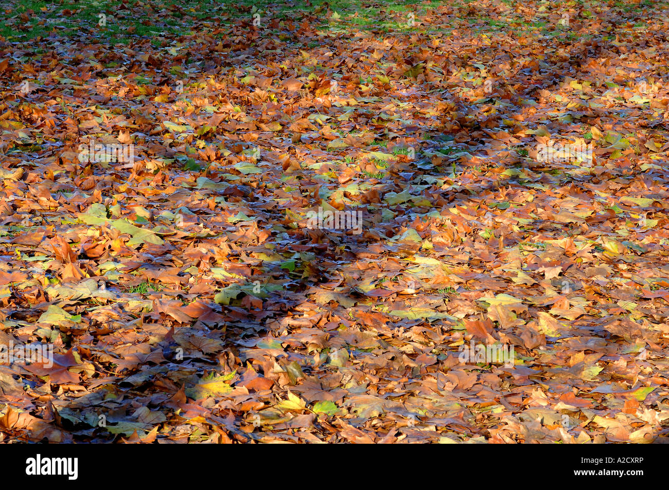 Autumn leaves ground eal brook common fulham london shadow hi-res stock ...