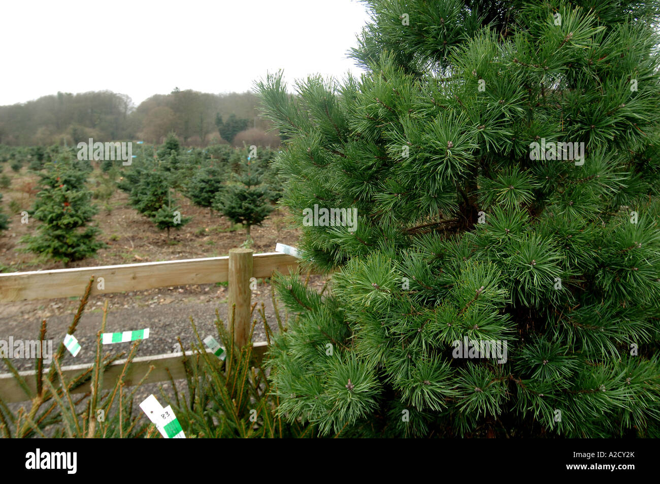 Chesham christmas tree farm hi-res stock photography and images - Alamy