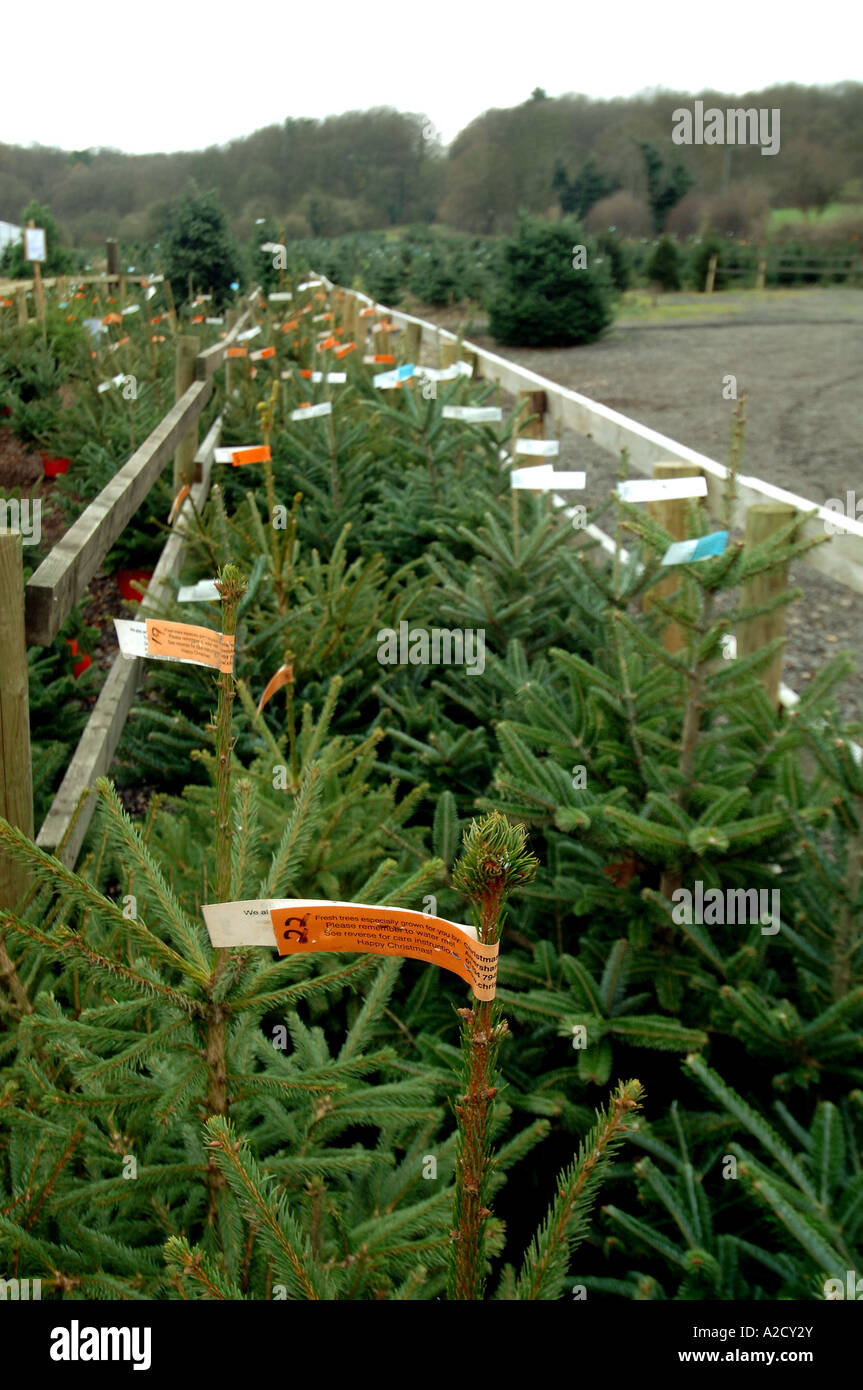 Chesham christmas tree farm hi-res stock photography and images - Alamy