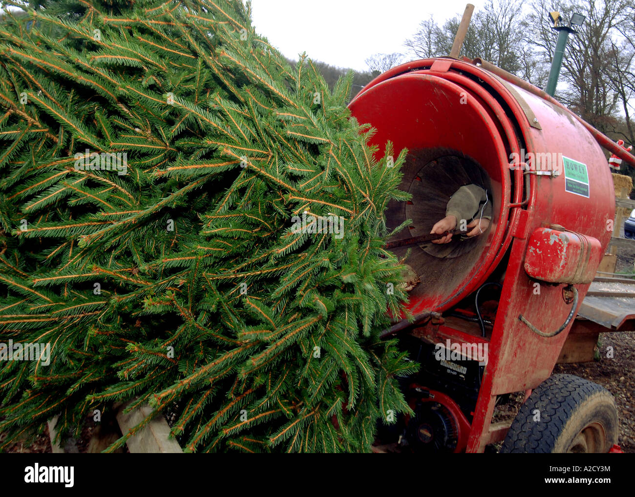 Chesham christmas tree farm hi-res stock photography and images - Alamy