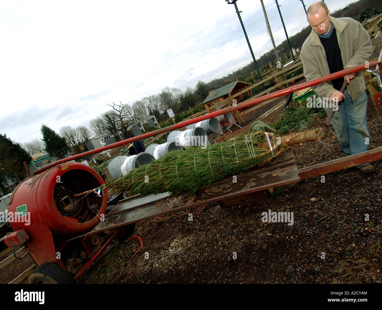 Chesham Christmas Tree Farm in Chesham a farmstyle village outside ...