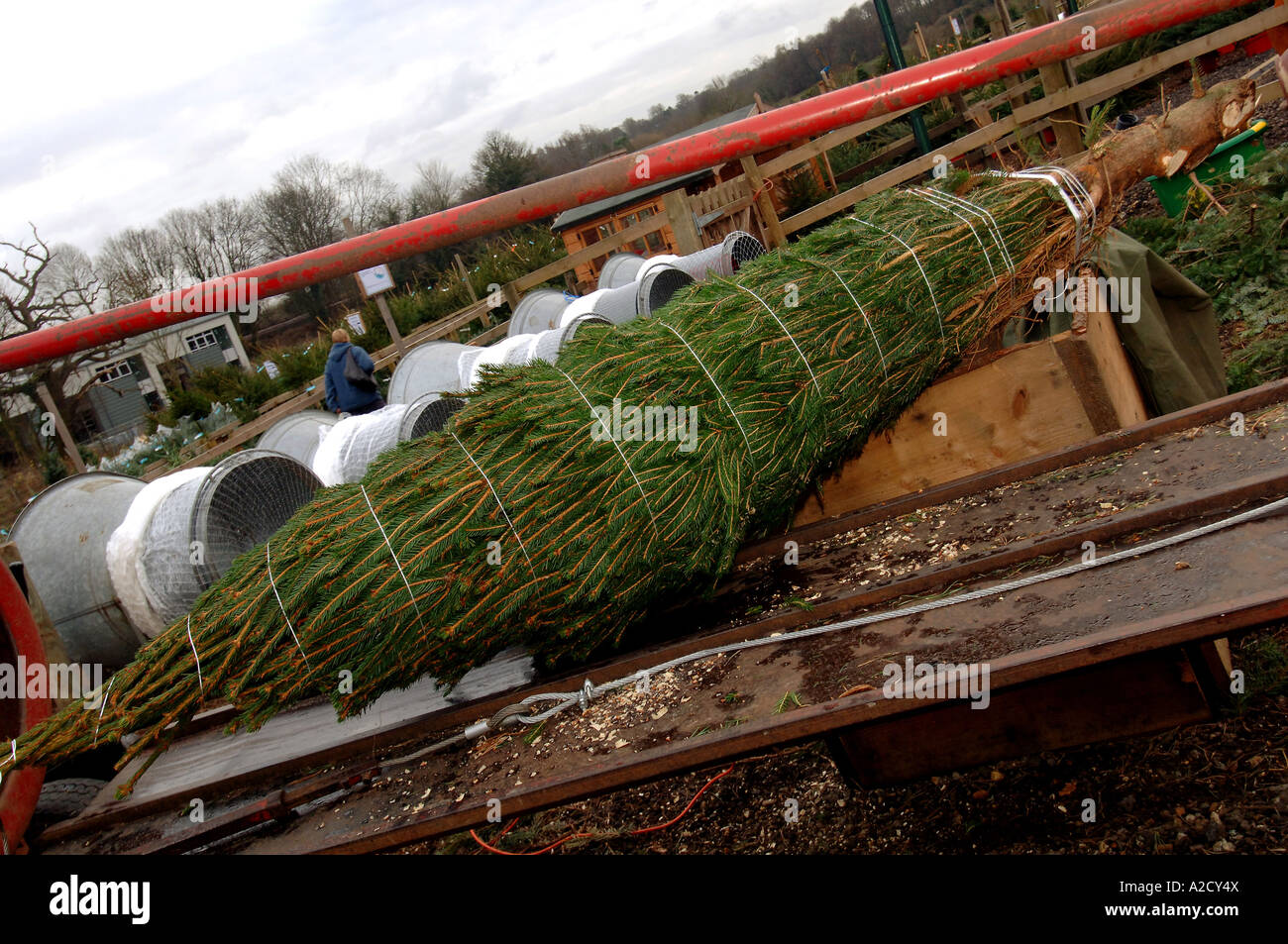 Chesham Christmas Tree Farm in Chesham a farmstyle village outside ...