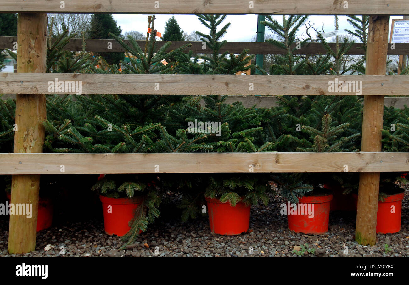 Chesham christmas tree farm hi-res stock photography and images - Alamy