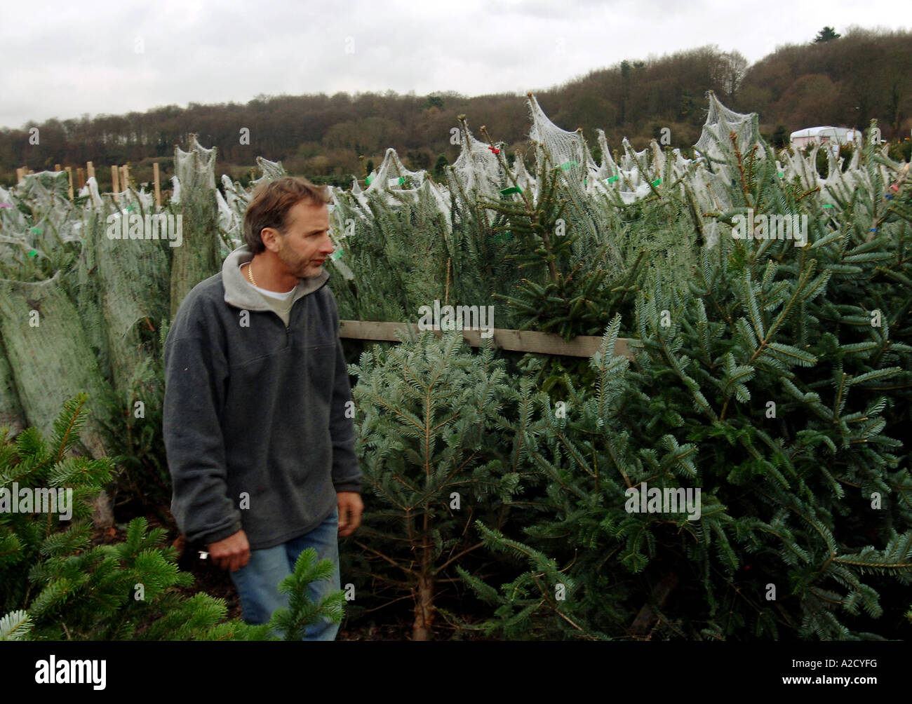 Chesham christmas tree farm hi-res stock photography and images - Alamy