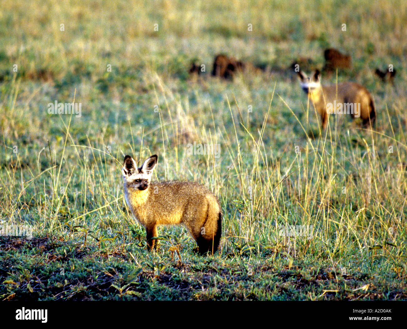 Kenya bat eared foxes hi-res stock photography and images - Alamy