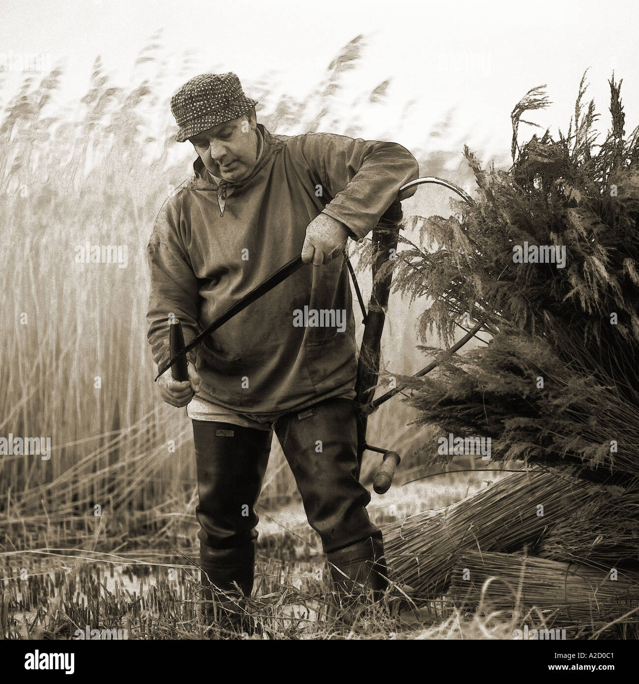 Reed cutter at work hi-res stock photography and images - Alamy