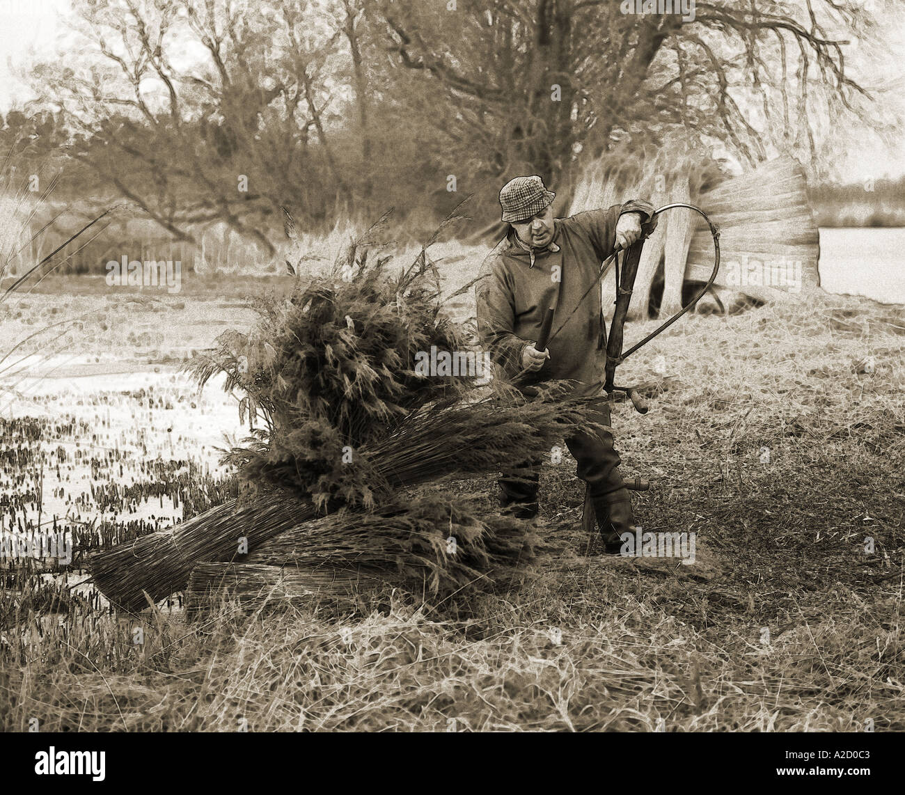 Reed cutter at work hi-res stock photography and images - Alamy