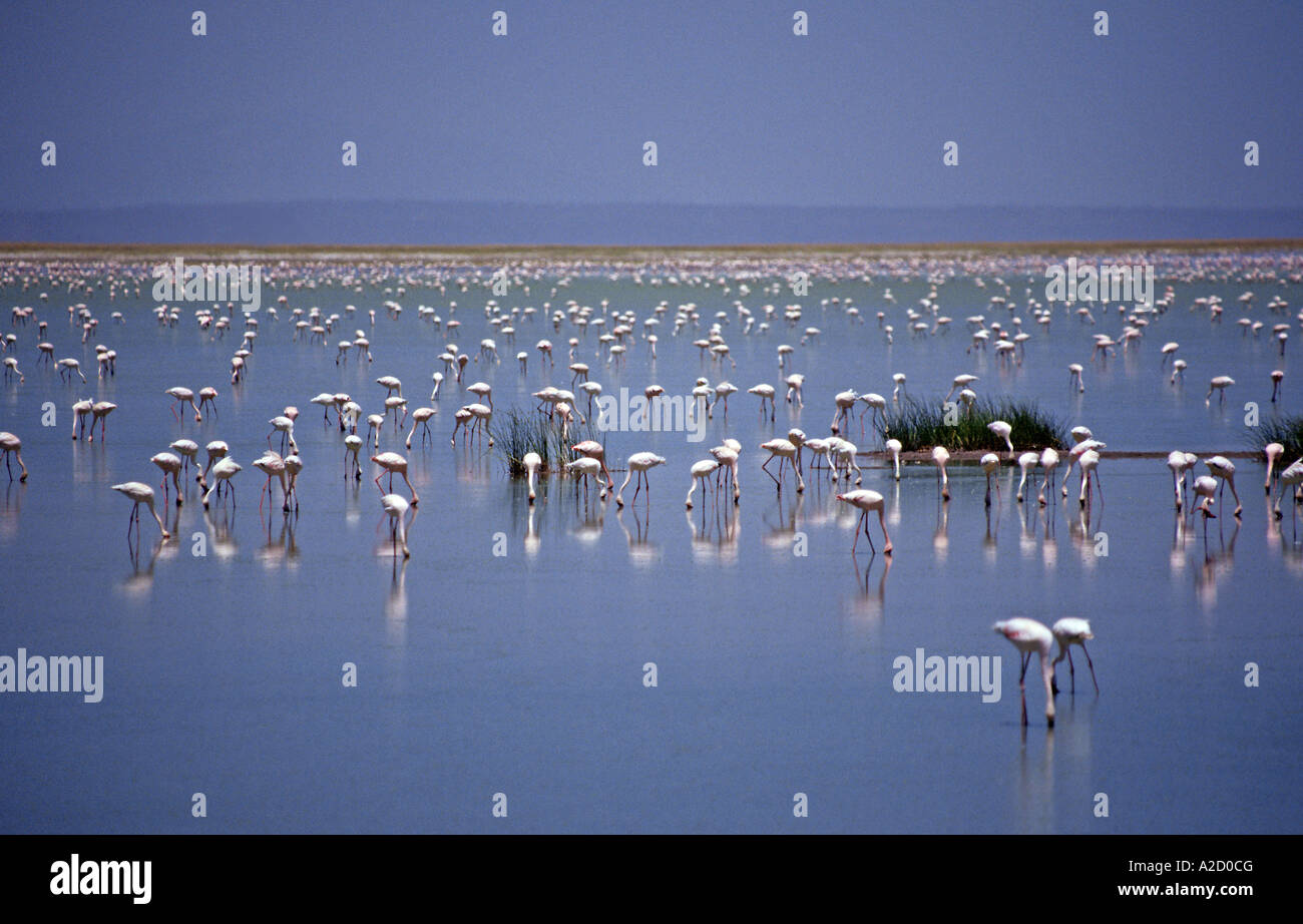 Lesser Flamingo Lake Nakuru Park Kenya Stock Photo - Alamy