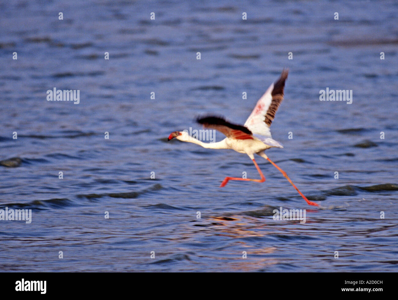 Lesser Flamingo Lake Nakuru Park Kenya Stock Photo - Alamy