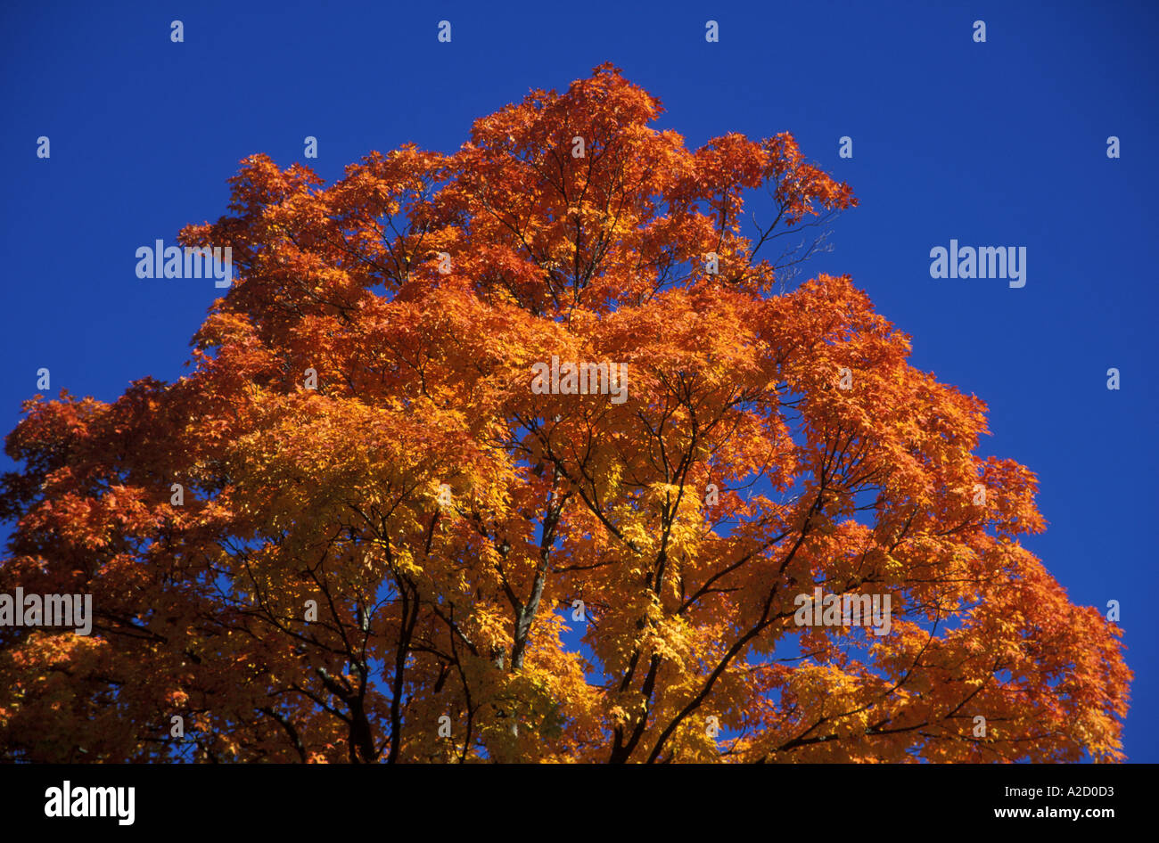 Orange Tree Top Stock Photo - Alamy