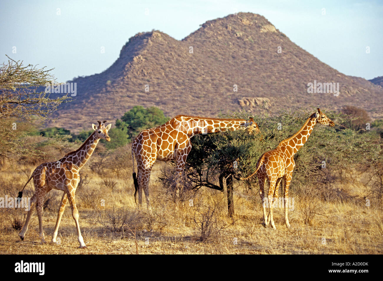Reticulated Giraffe Samburu Park Kenya Stock Photo - Alamy