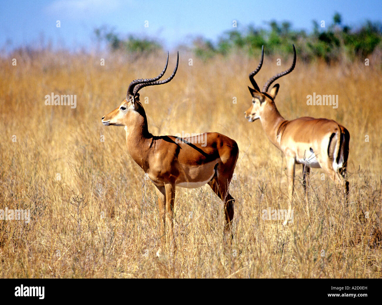 Impala Nairobi National Park Kenya Stock Photo - Alamy