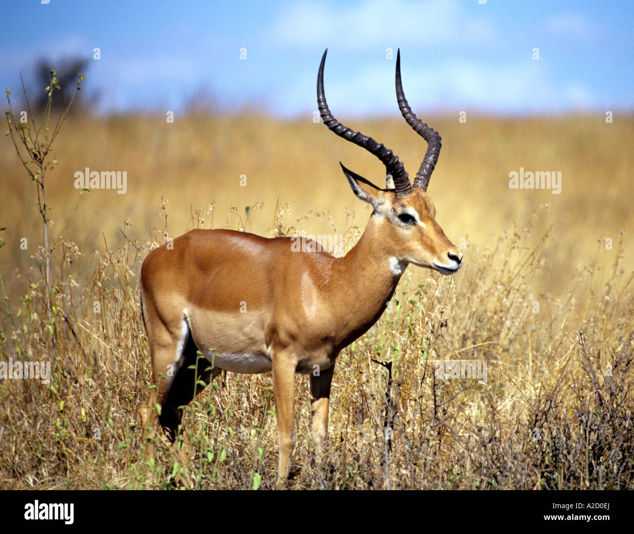 Impala Nairobi National Park Kenya Stock Photo - Alamy